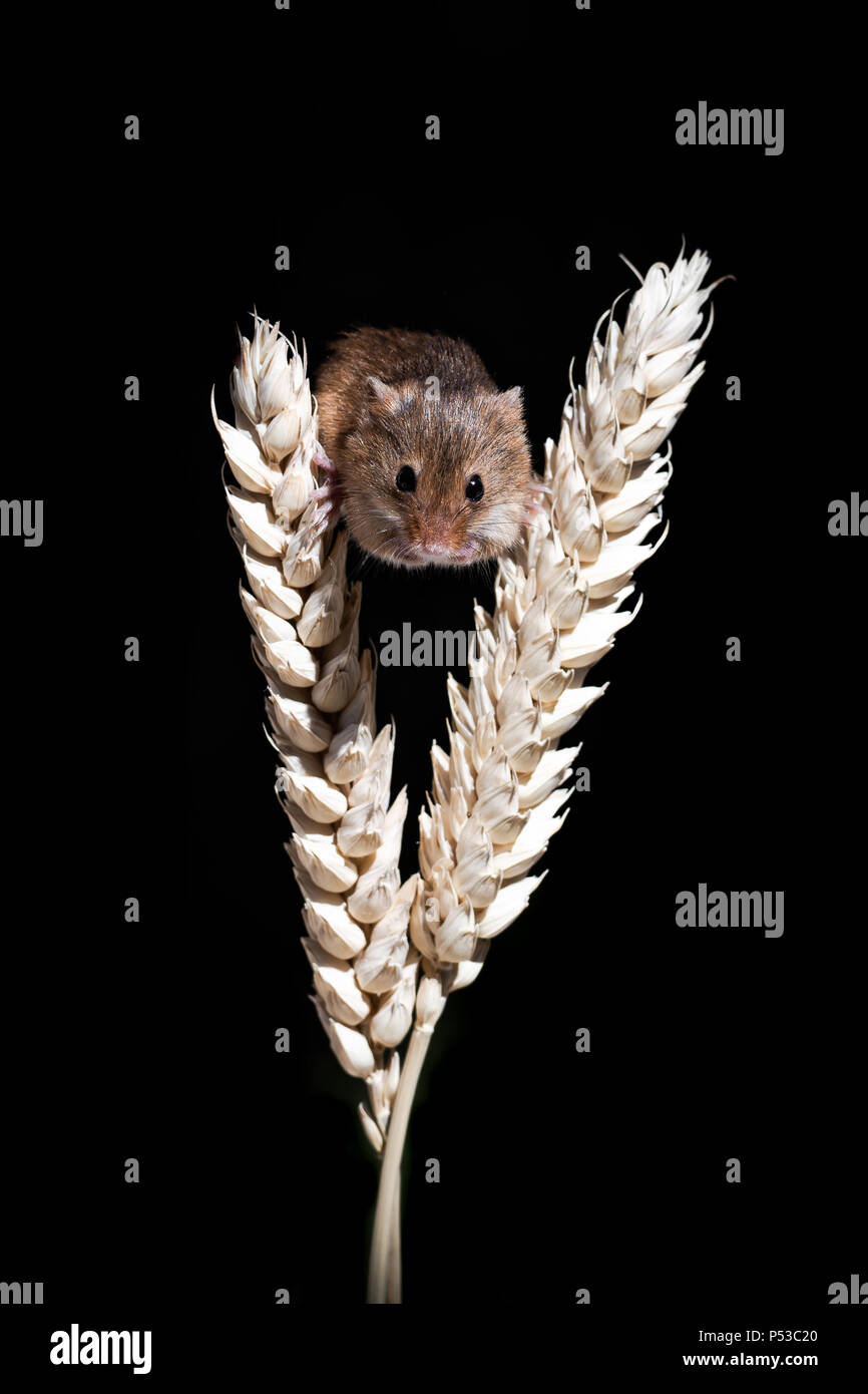 Natural mouse hi-res stock photography and images - Alamy