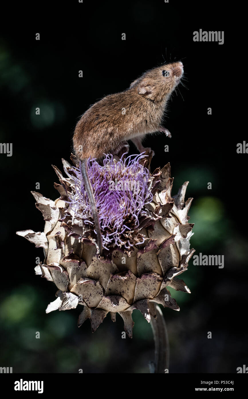 Close up of a mouse climbing Stock Photo - Alamy