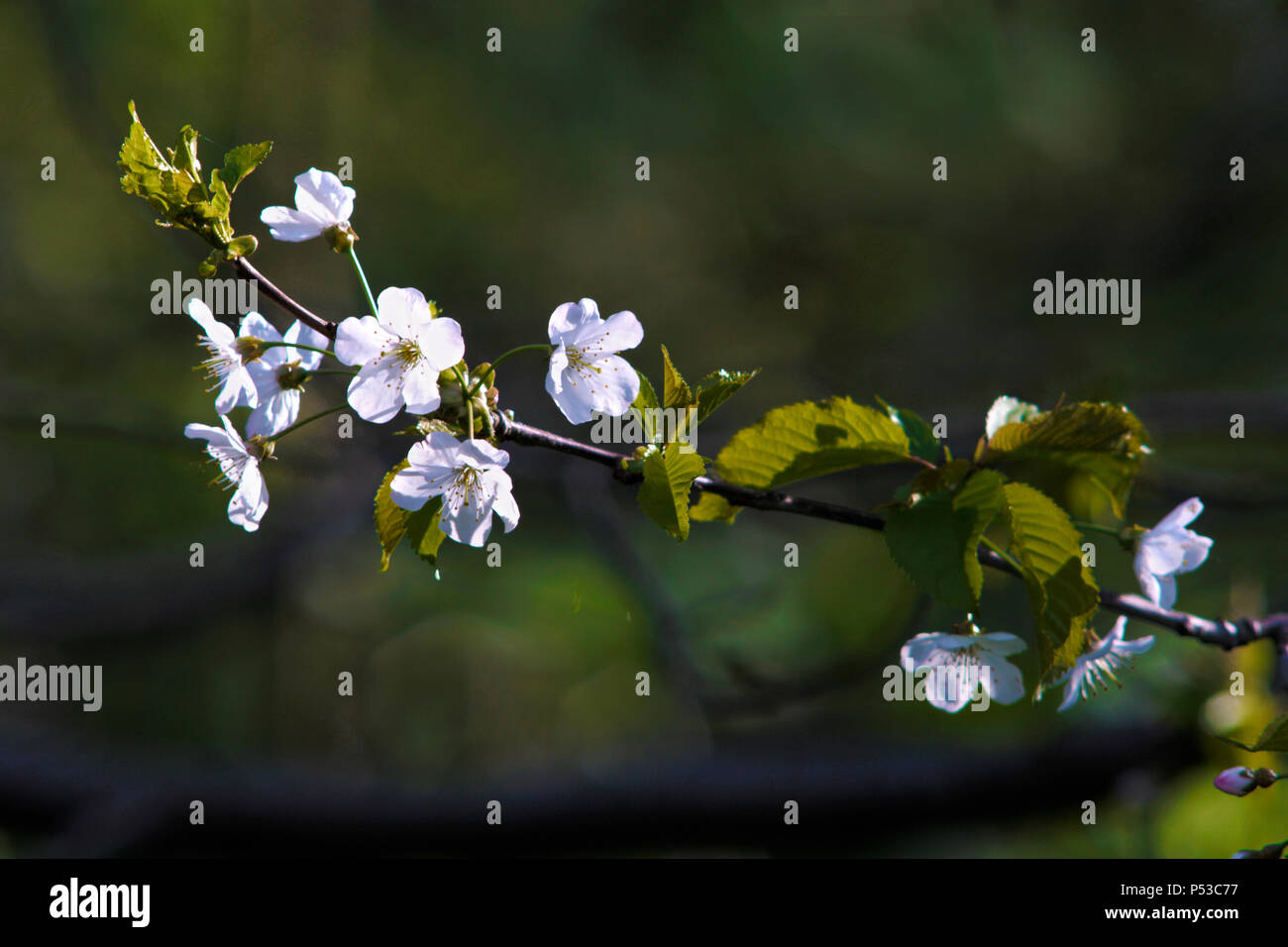 May blossom in Duke's Wood (3 Stock Photo - Alamy