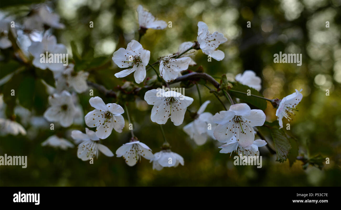 Dukes Wood High Resolution Stock Photography and Images - Alamy