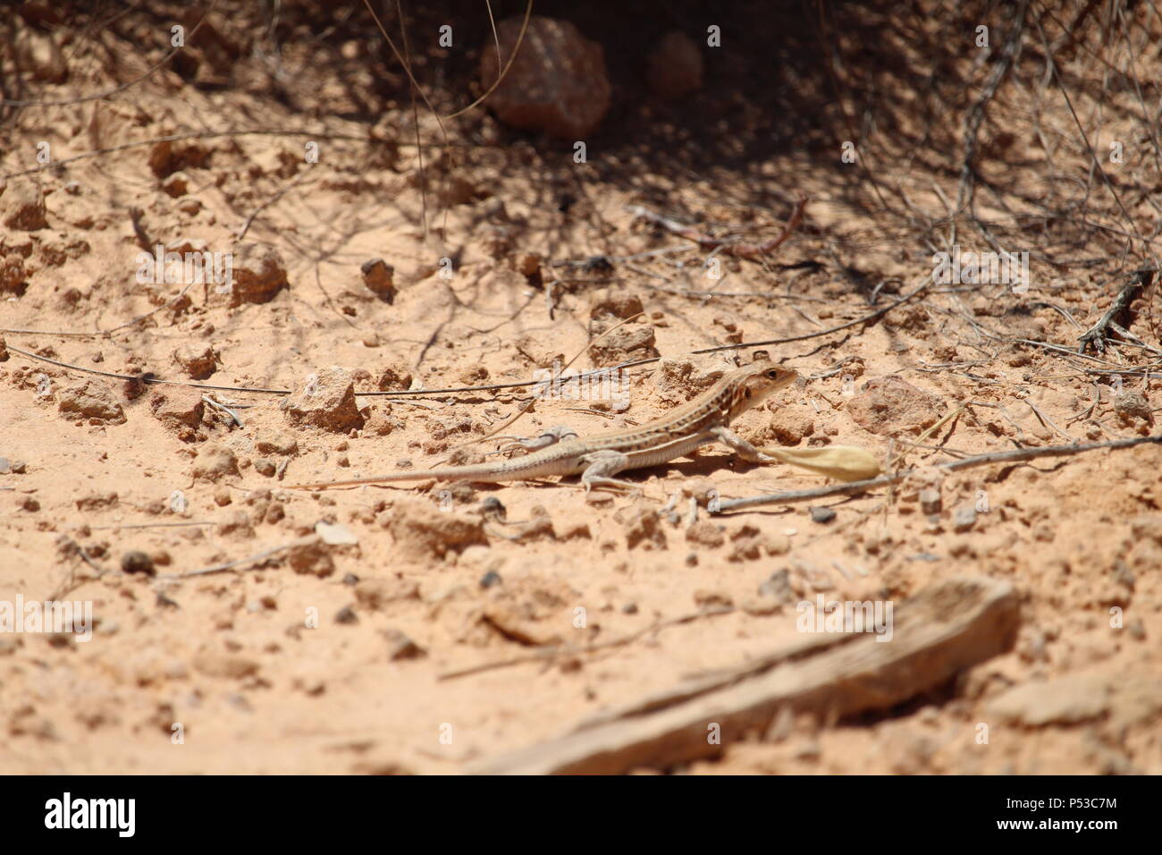 Wildlife on Iberian Peninsula, Spain - Acanthodactylus erythrurus ...