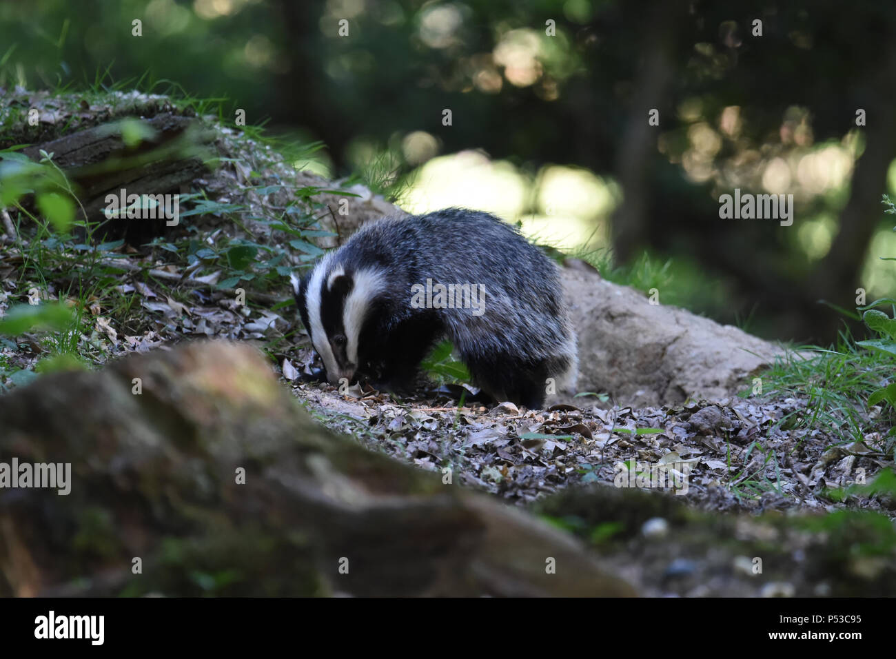 New Forest Badger Stock Photo - Alamy