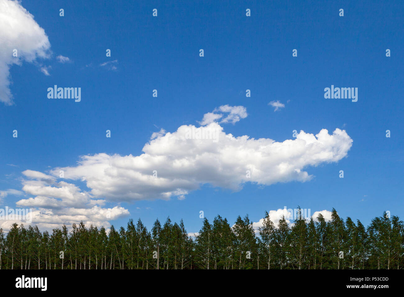 Clouds over the forest. Fluffy clouds against the blue sky Stock Photo ...