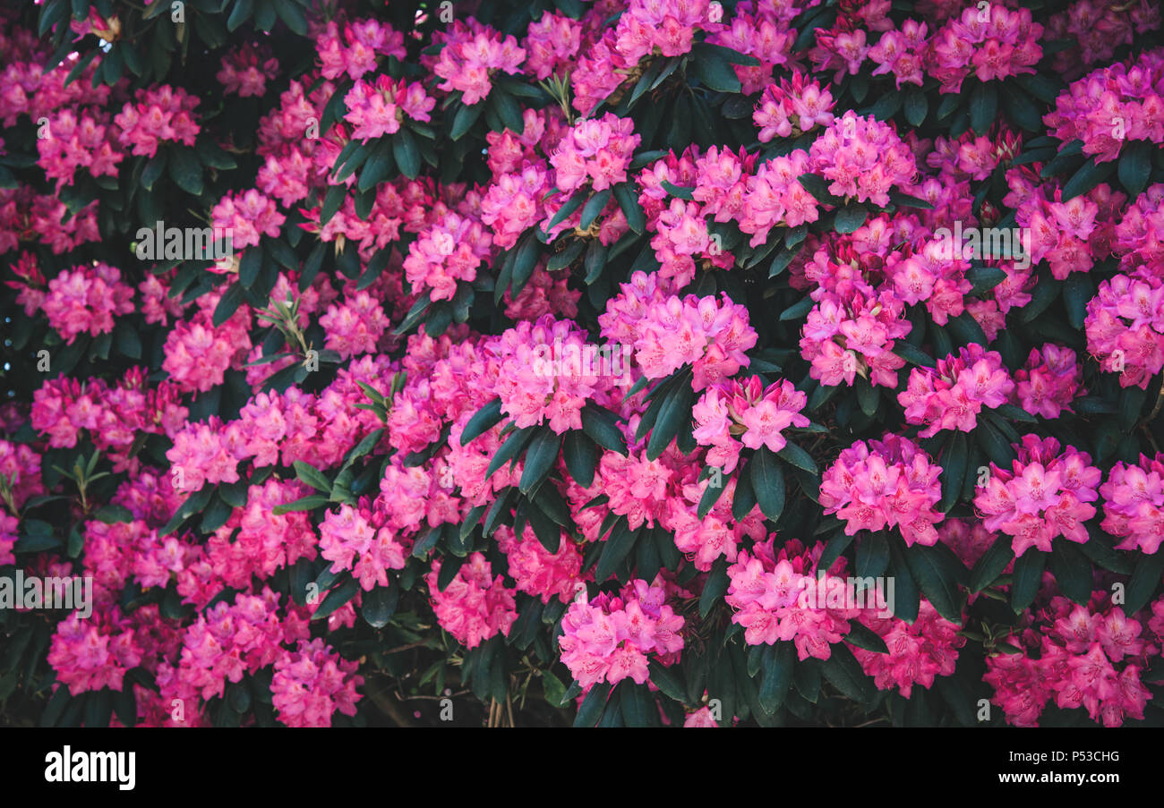 Rhododendron park germany people hi-res stock photography and images ...