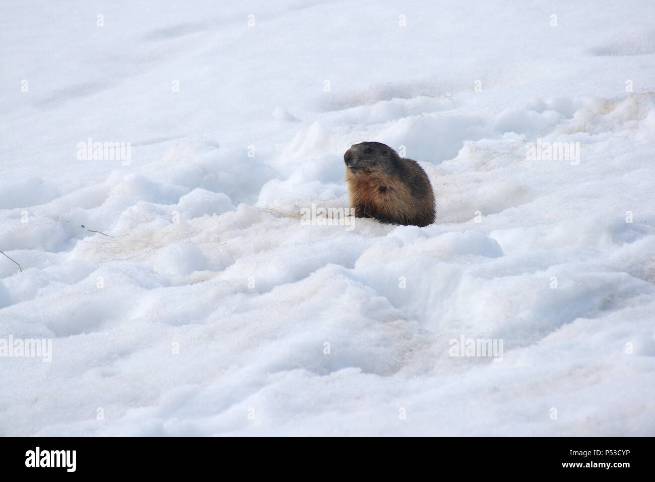 Poland marmot hi-res stock photography and images - Alamy