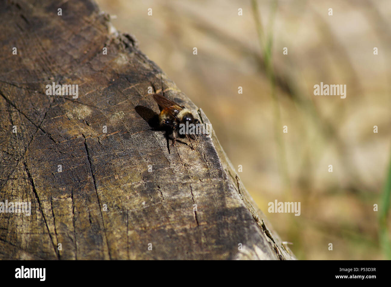Bumblebee on a tree stump Stock Photo - Alamy