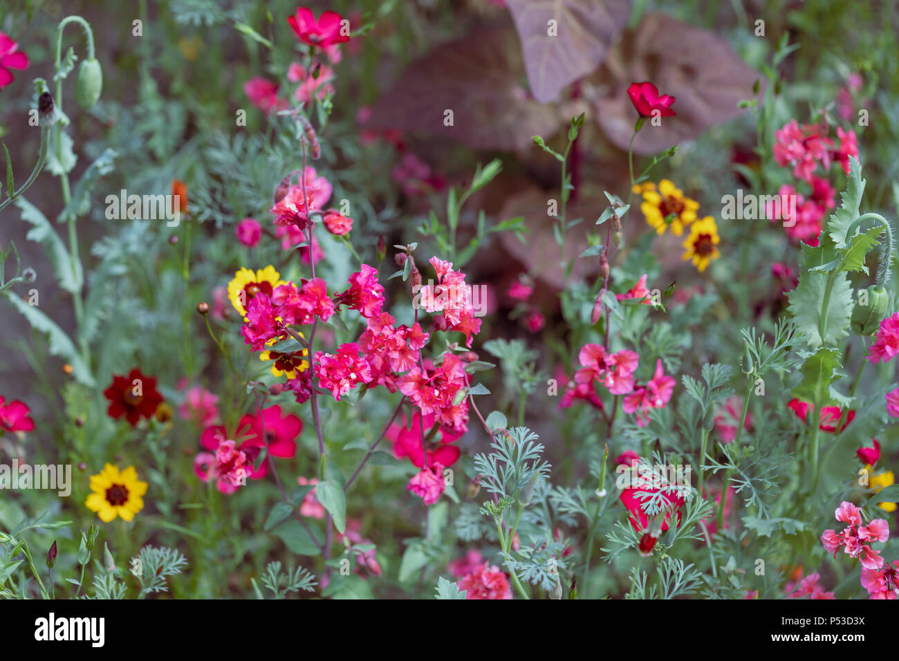 Flowers; Rosenborg Castle Gardens, Copenhagen, Denmark Stock Photo - Alamy