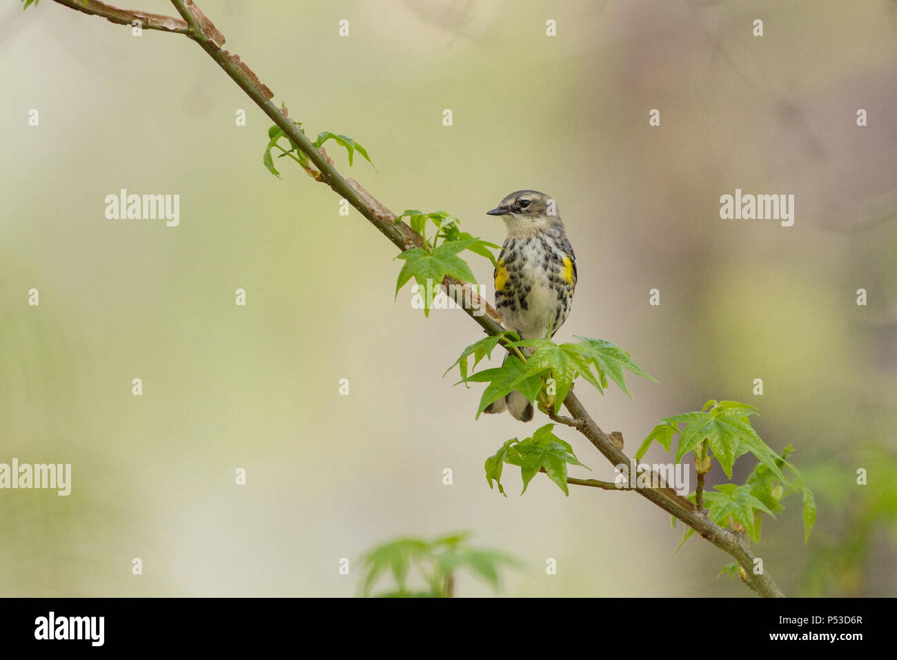 A yellow-rumped warbler perched on a leafing out sweetgum limb Stock ...