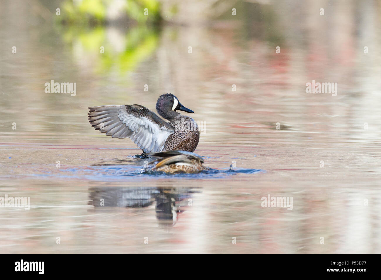 A drake blue-winged teal after mating Stock Photo - Alamy