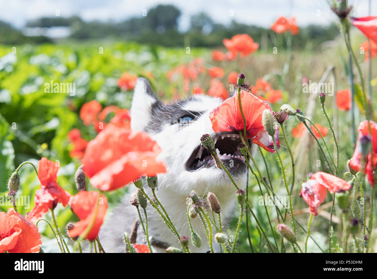 Poppy dog hi-res stock photography and images - Alamy
