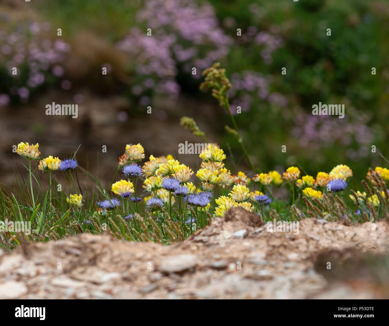 Coastal wild flowers growing near Hope Cove, Devon, England Stock Photo ...