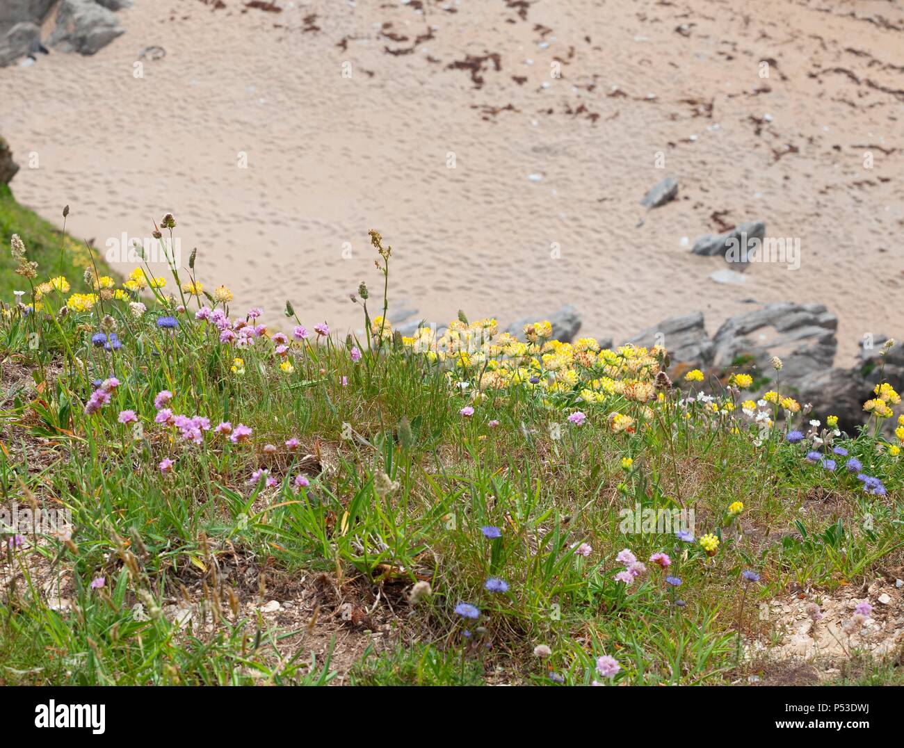Coastal wild flowers growing near Hope Cove, Devon, England Stock Photo ...