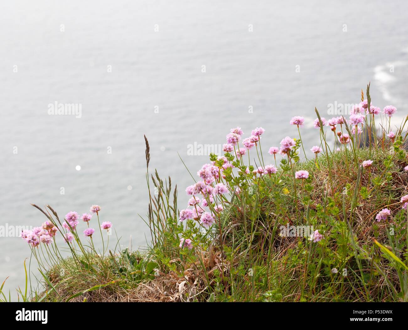 Coastal wild flowers growing near Hope Cove, Devon, England Stock Photo ...