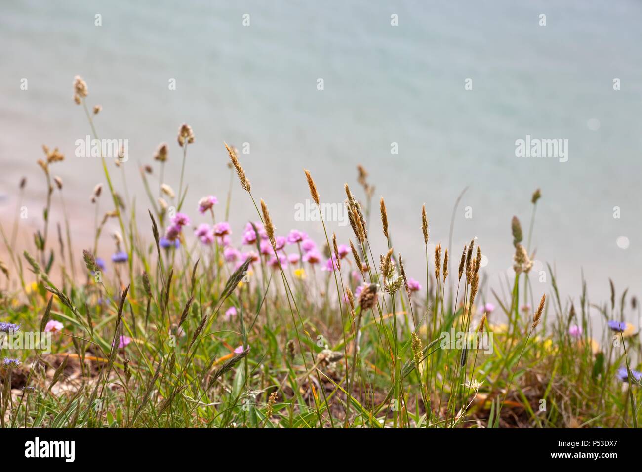 Coastal wild flowers growing near Hope Cove, Devon, England Stock Photo ...
