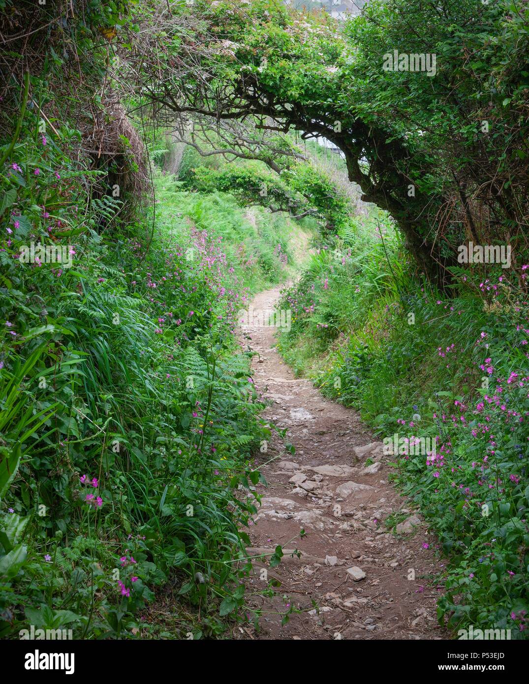 Coastal path with wild flowers near Beesands, Devon, England Stock ...