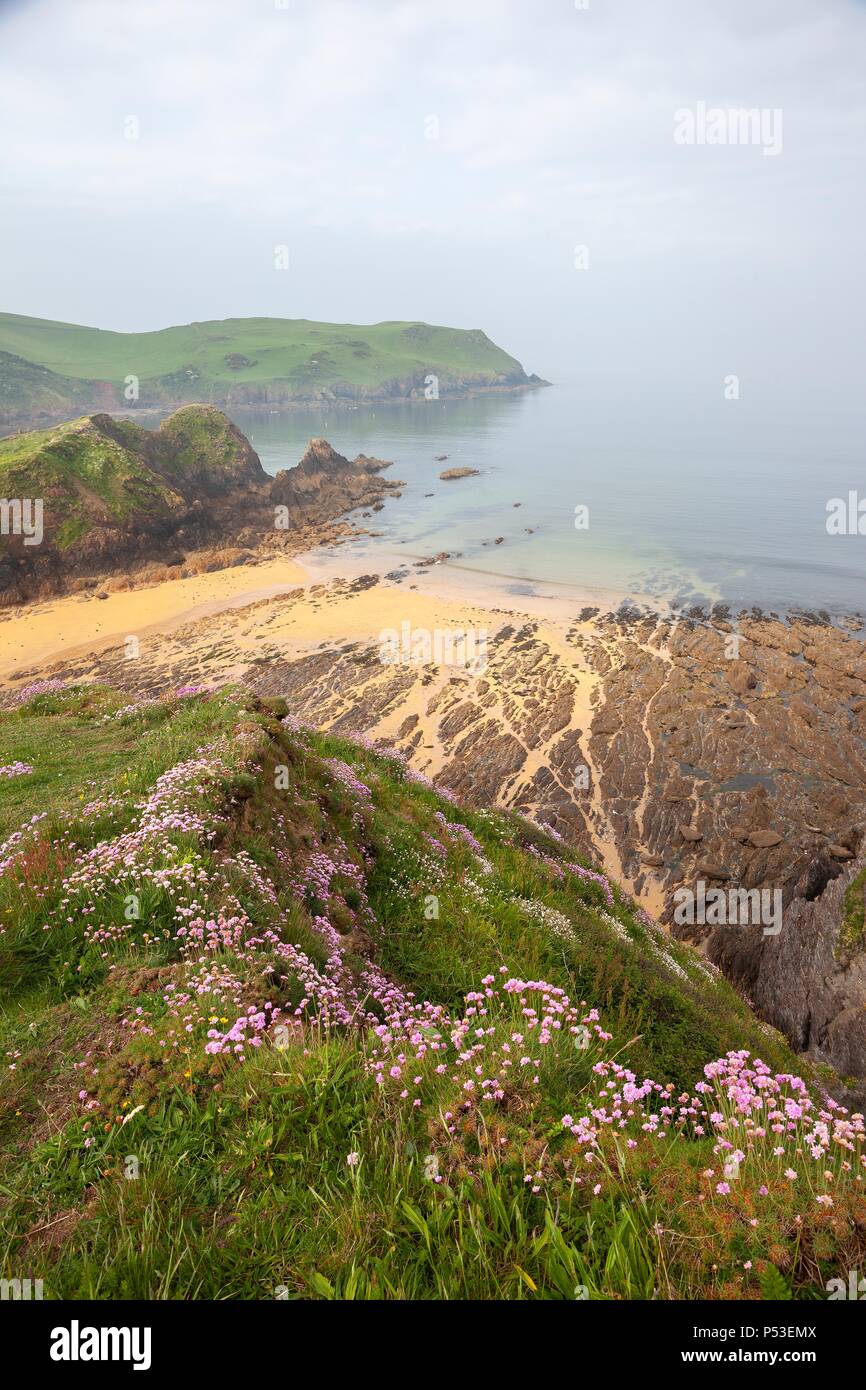 Devonshire coastline with wild flowers, England Stock Photo - Alamy