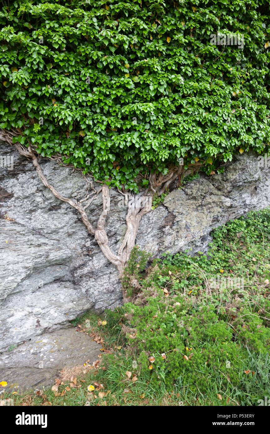Ivy on the rocks hi-res stock photography and images - Alamy