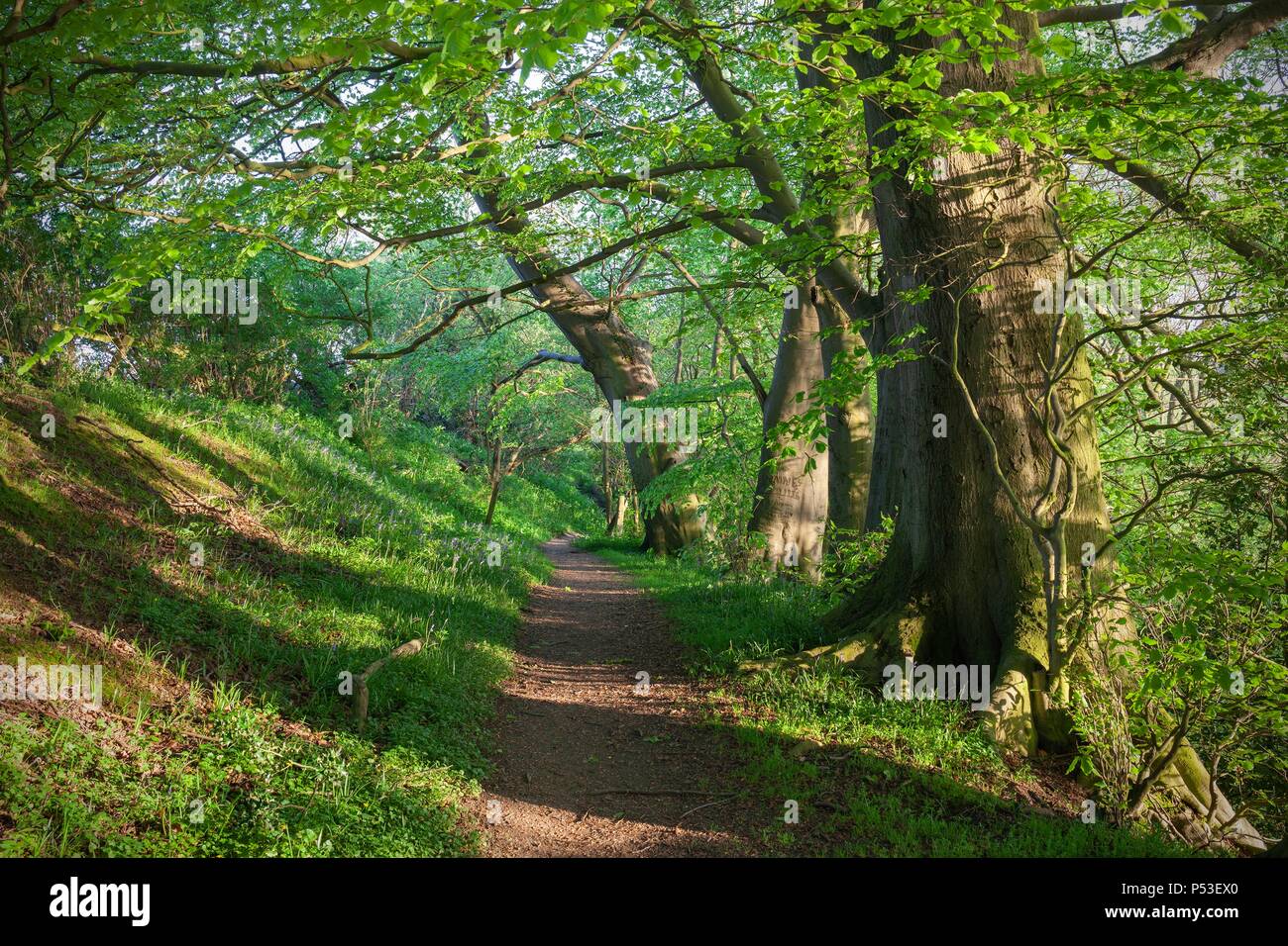 Spring beech wood near Chipping Campden, Gloucestershire, England Stock ...