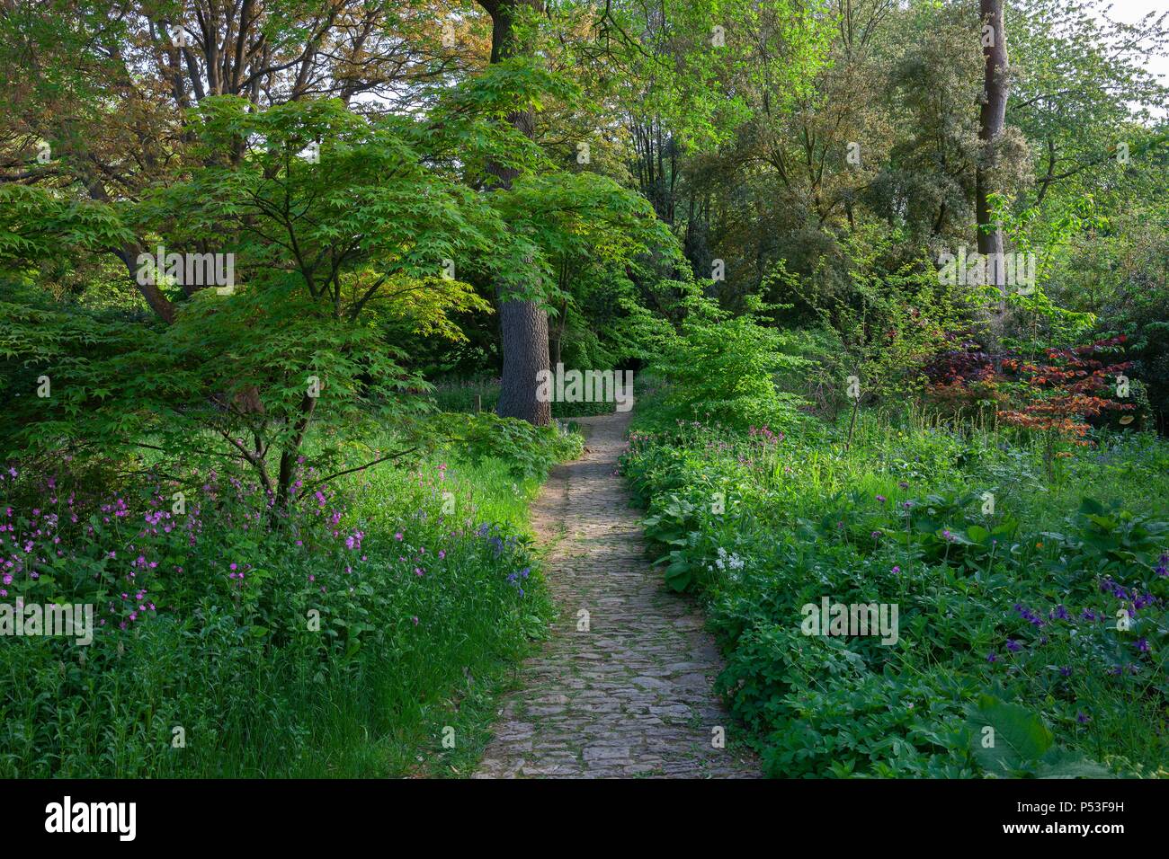 Cotswolds woodland garden path with flowers, Gloucestershire, England ...
