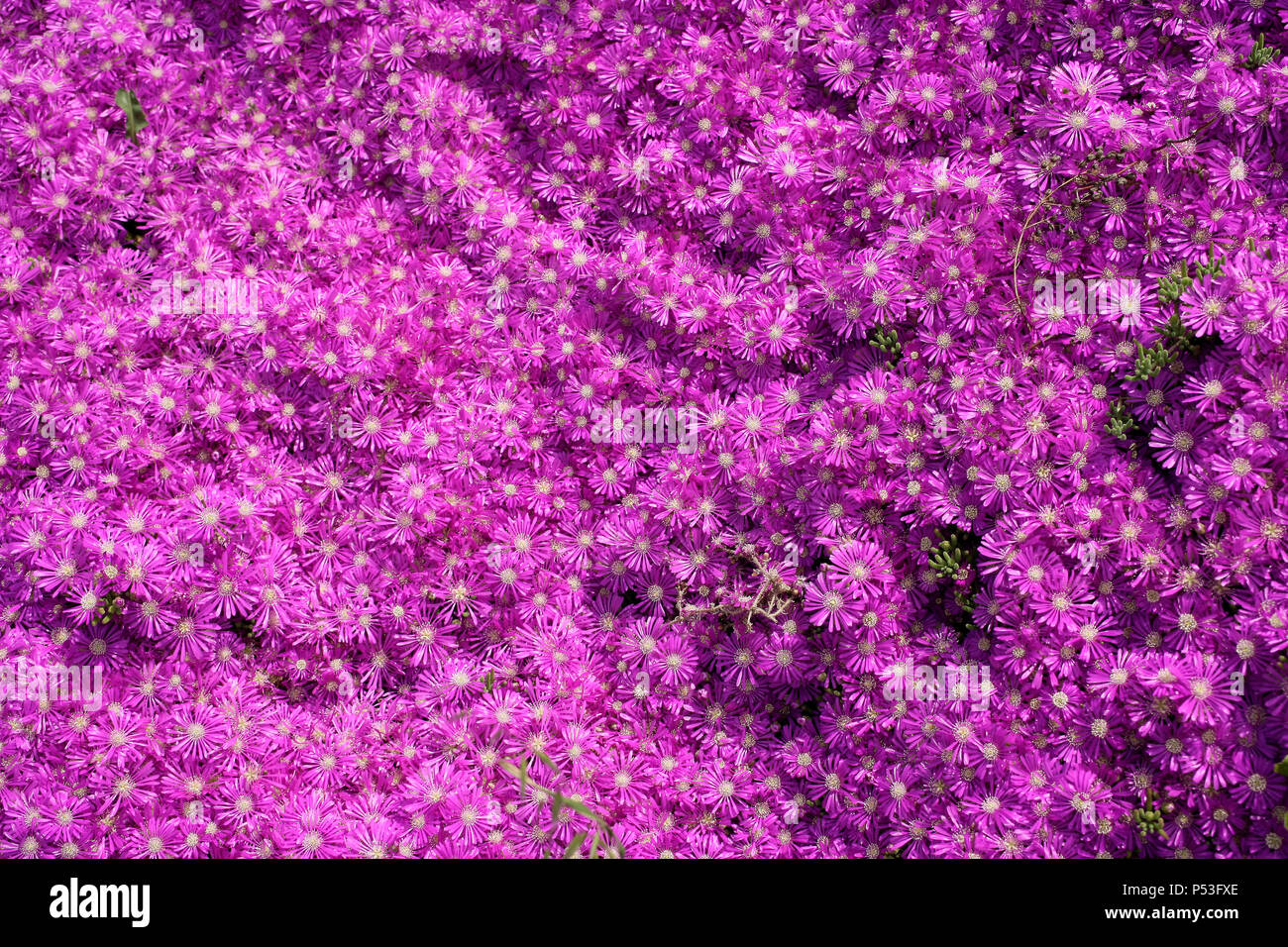 a background image of pink flower field Stock Photo - Alamy