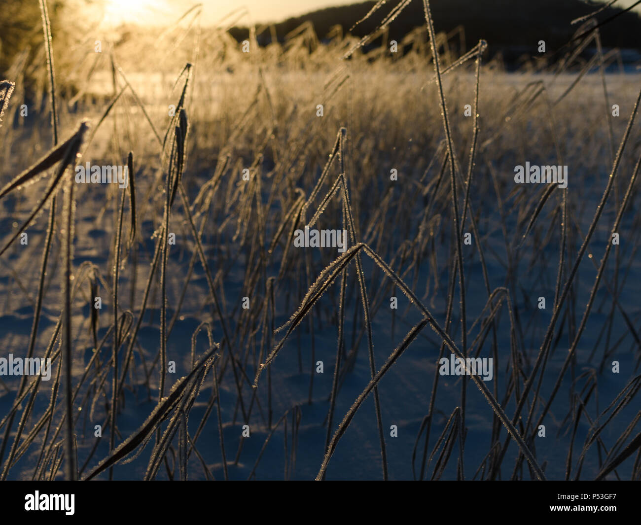 Narrow field of depth hi-res stock photography and images - Alamy
