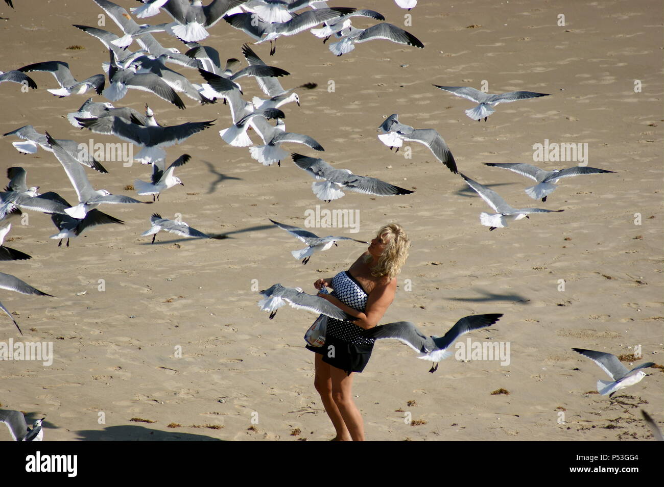 Feeding Seagulls on the Beach Stock Photo - Alamy