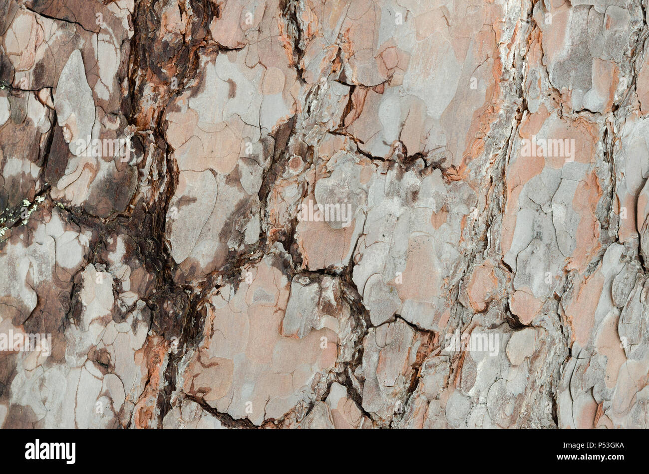 Split pine tree trunk hi-res stock photography and images - Alamy