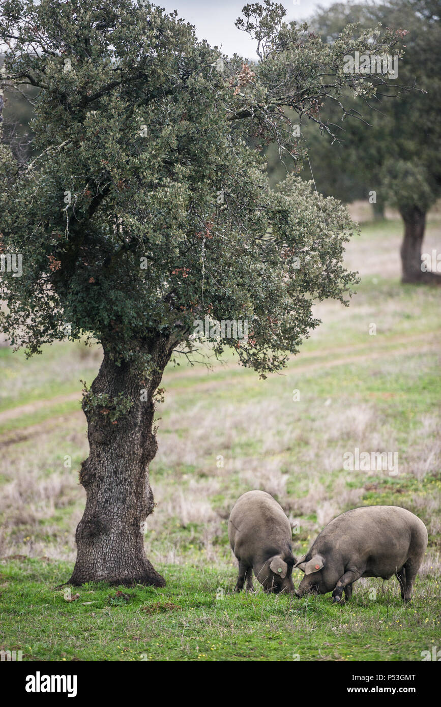 Pigs eating acorns hi-res stock photography and images - Alamy
