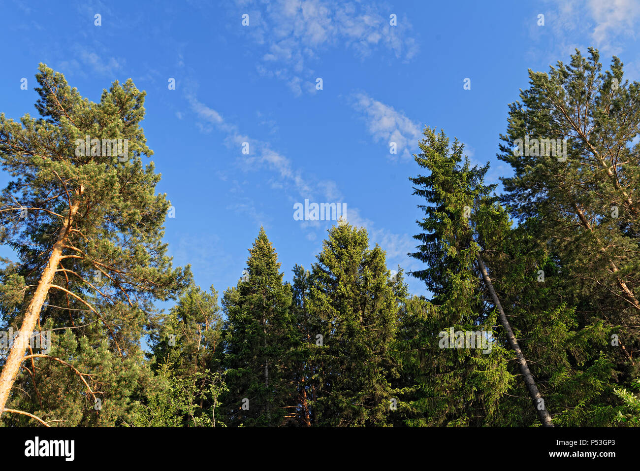 Summer landscape on the edge of a forest on a hot day Stock Photo - Alamy