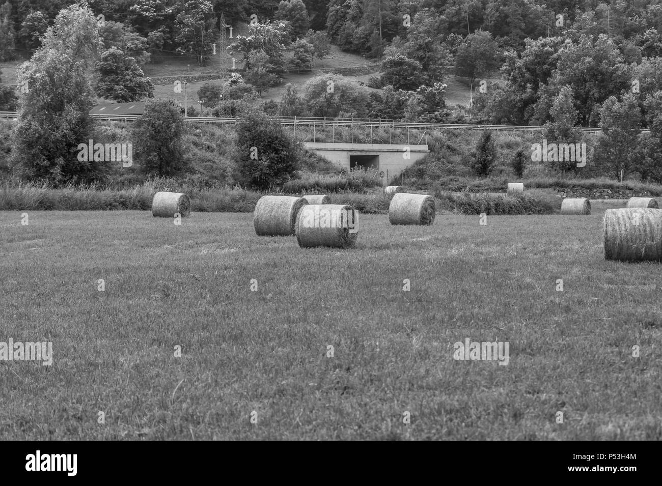 Dry meadow landscape Black and White Stock Photos & Images - Alamy