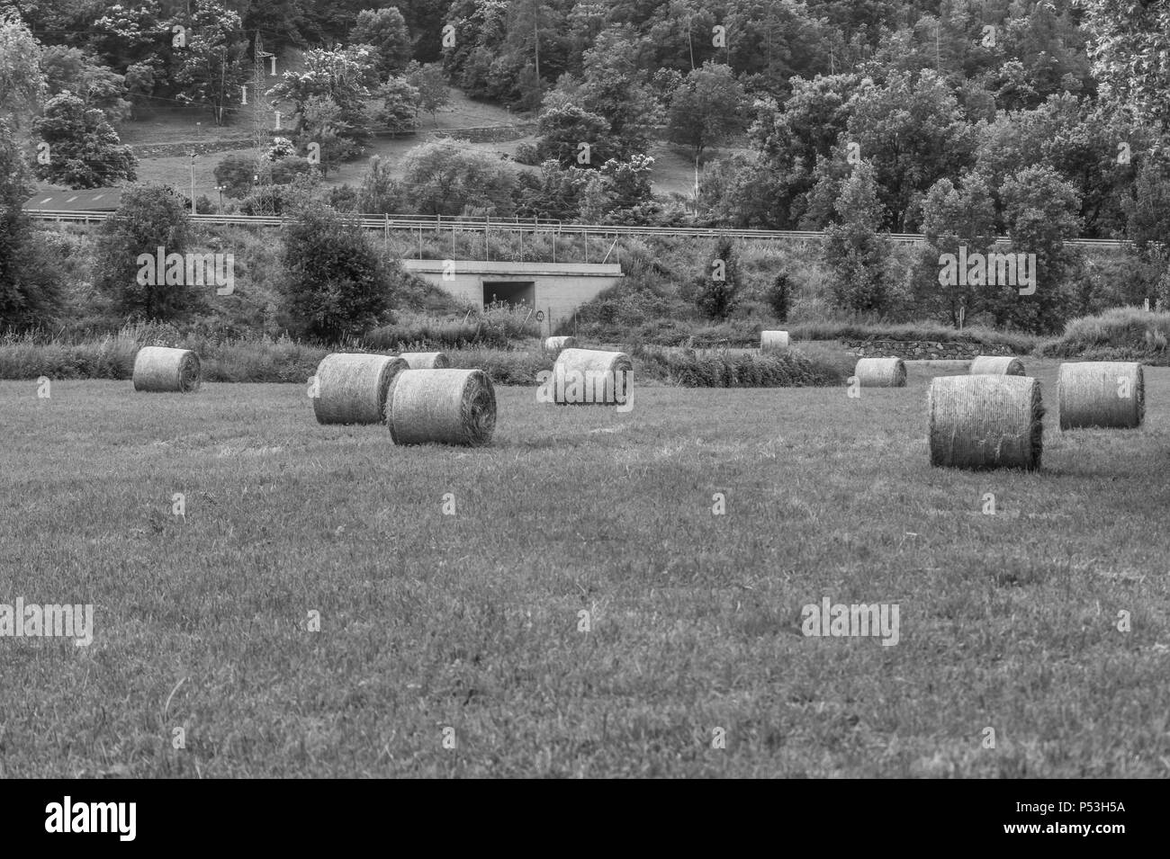 Dry meadow landscape Black and White Stock Photos & Images - Alamy