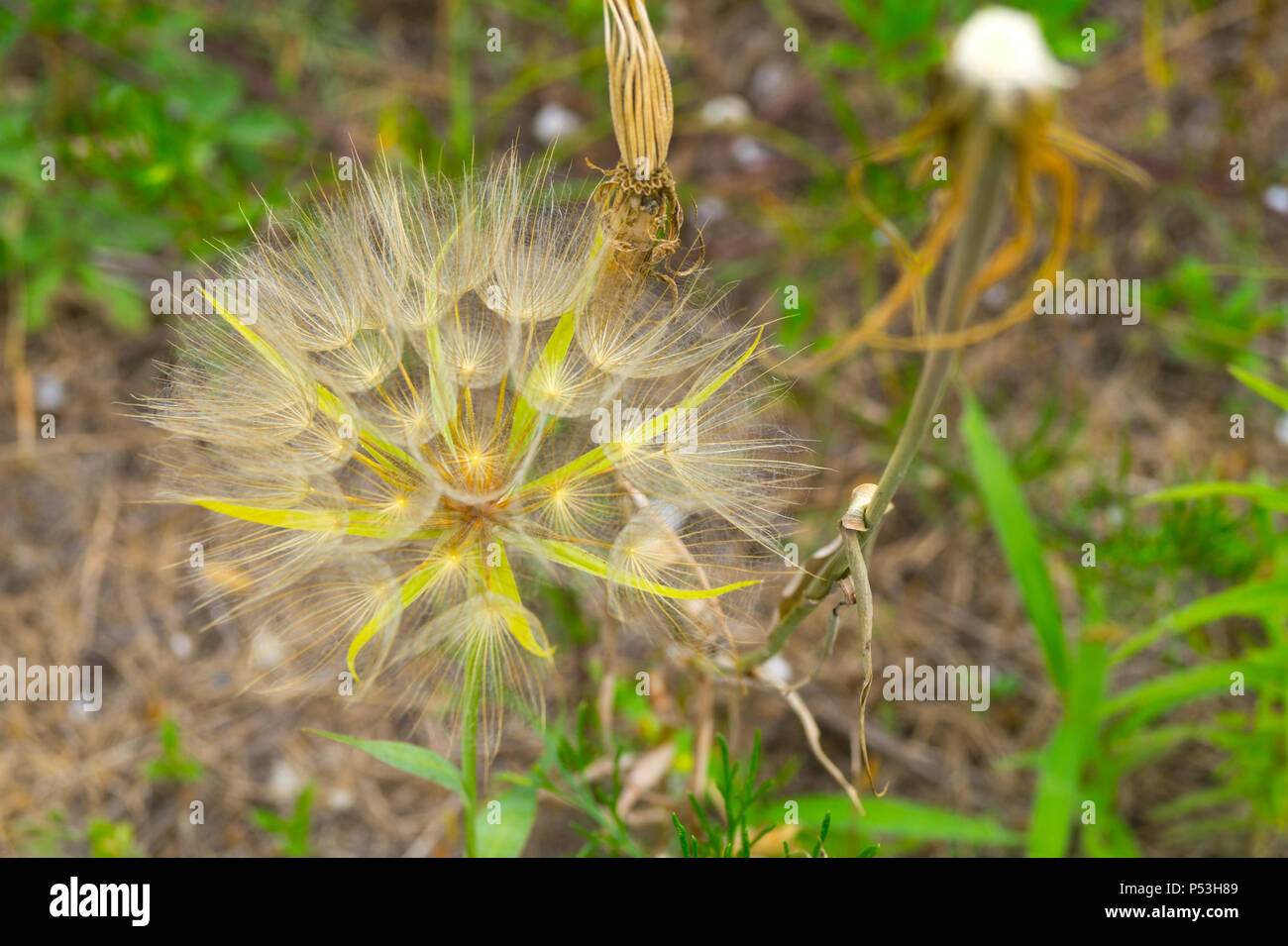 Native perennial weed hi-res stock photography and images - Alamy