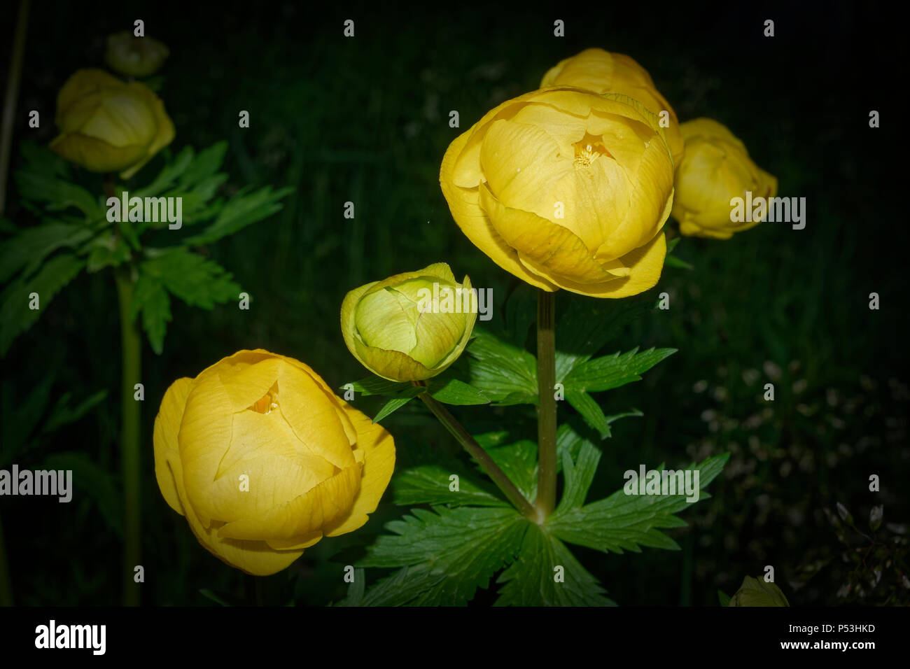 European globeflower Trollius europaeus close up, local focus Stock ...