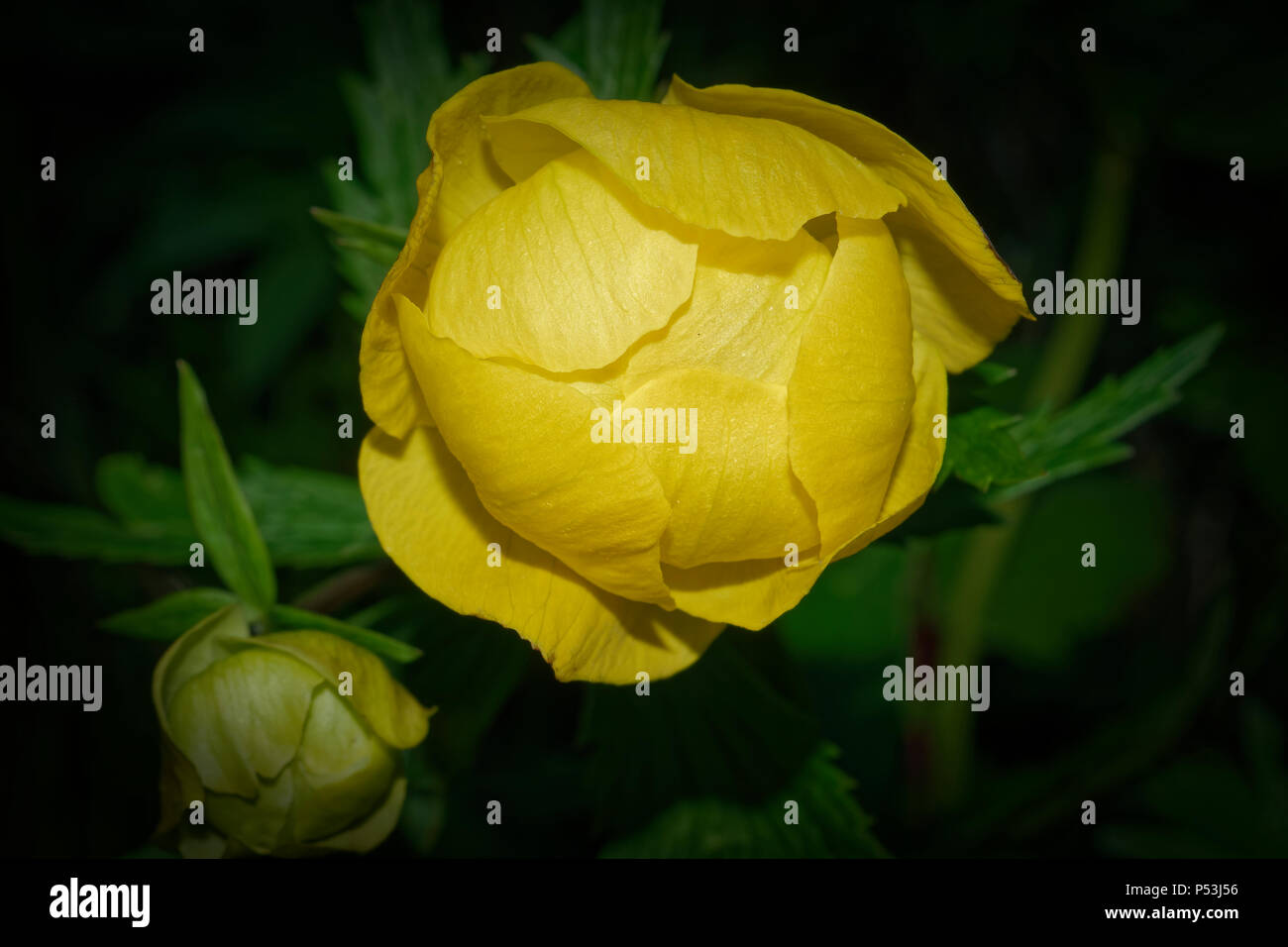 Closeup globeflower trollius europaeus hi-res stock photography and ...