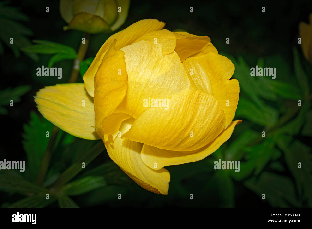European globeflower Trollius europaeus close up, local focus Stock ...
