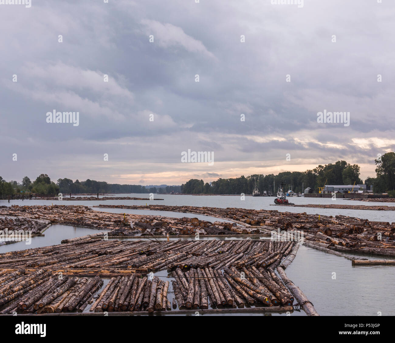 Tug boat moving a log boom up the Fraser River, Vancouver BC Stock ...