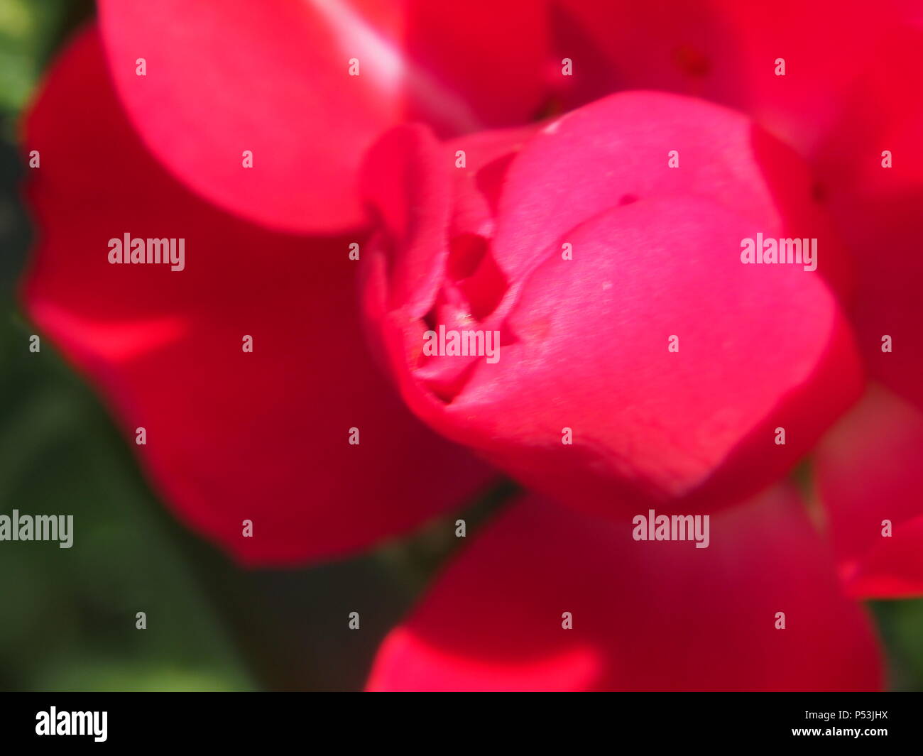 Bud formation hi-res stock photography and images - Alamy