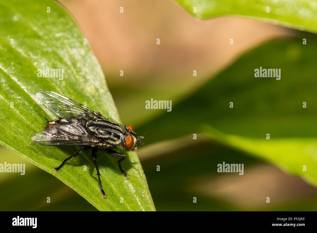 Flesh eating disease hi-res stock photography and images - Alamy