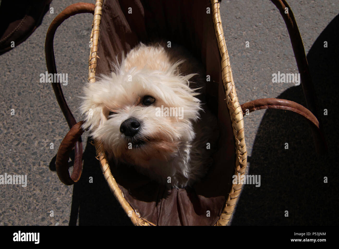 Cute Beige Cairn Terrier in a shopping bag Stock Photo - Alamy