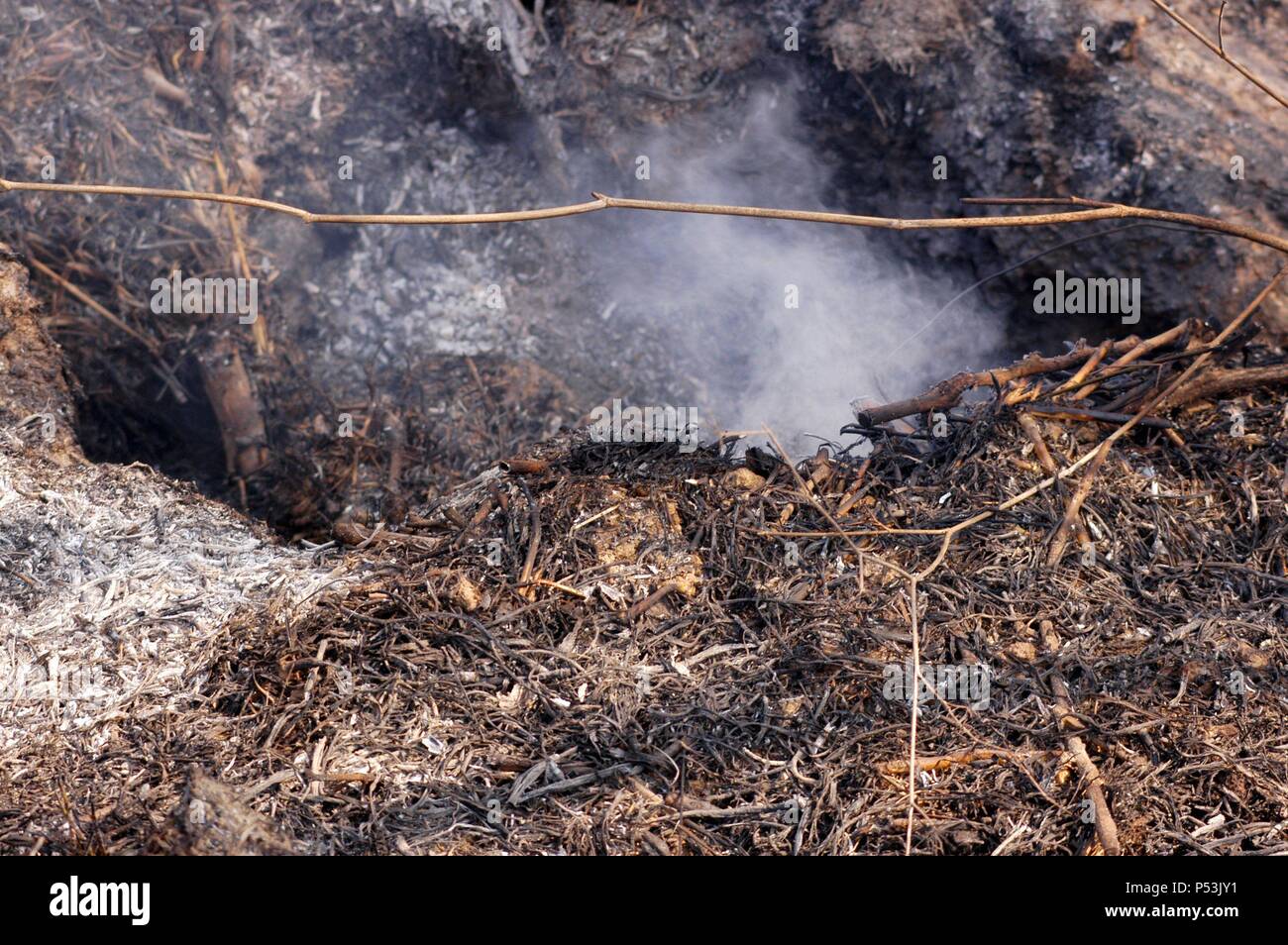 VEGETACION QUEMADA tras una quema de rastrojos Stock Photo - Alamy