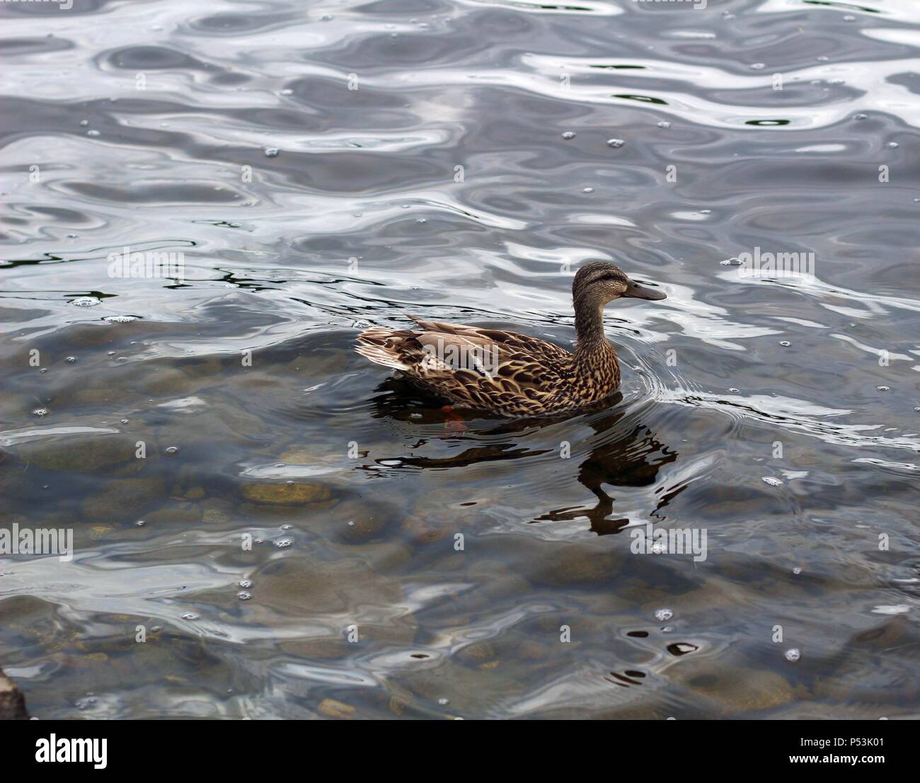 Town of china maine hi-res stock photography and images - Alamy