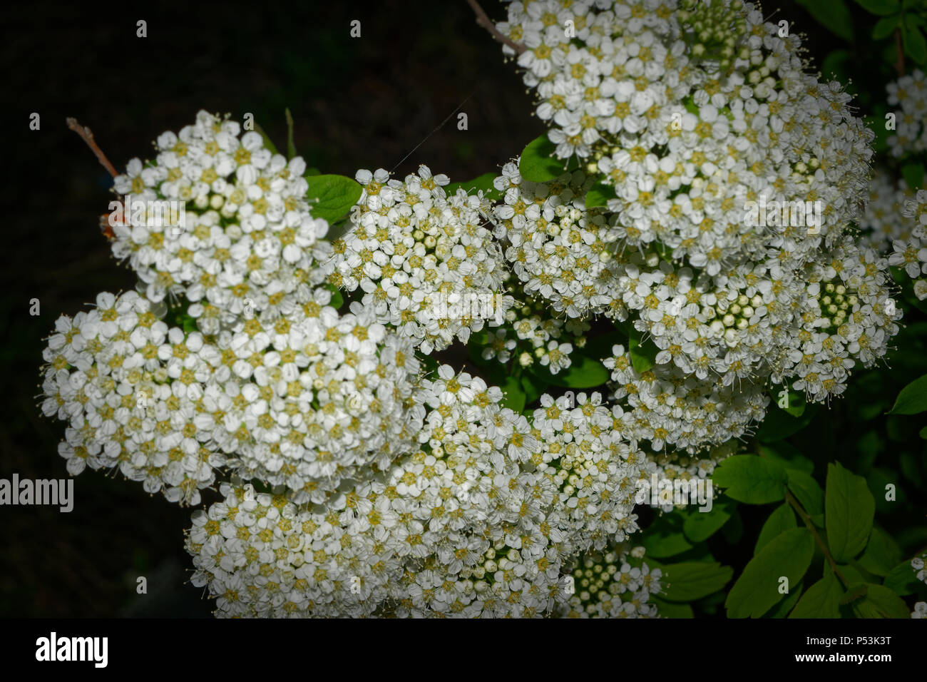Close-up of garden flowers Spiraea flower. White spiraea flower ...