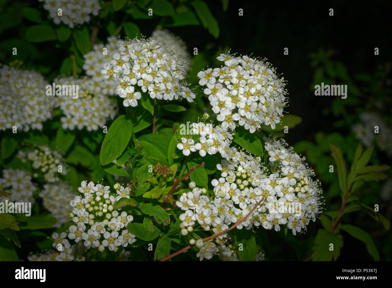Close-up of garden flowers Spiraea flower. White spiraea flower ...