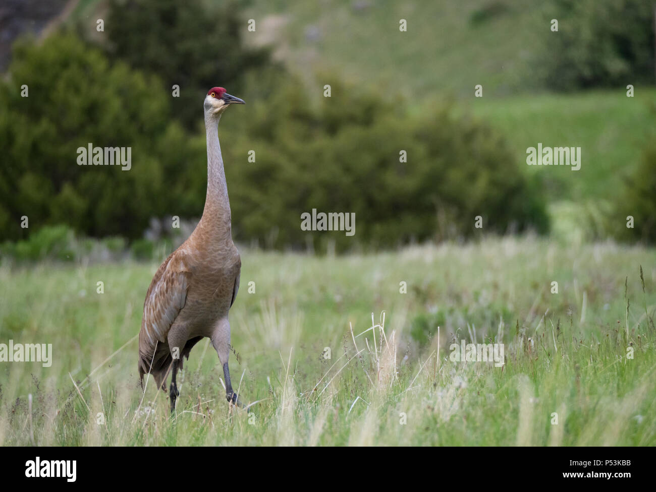 A single adult sandhill crane looking right with tan and gray feathers ...