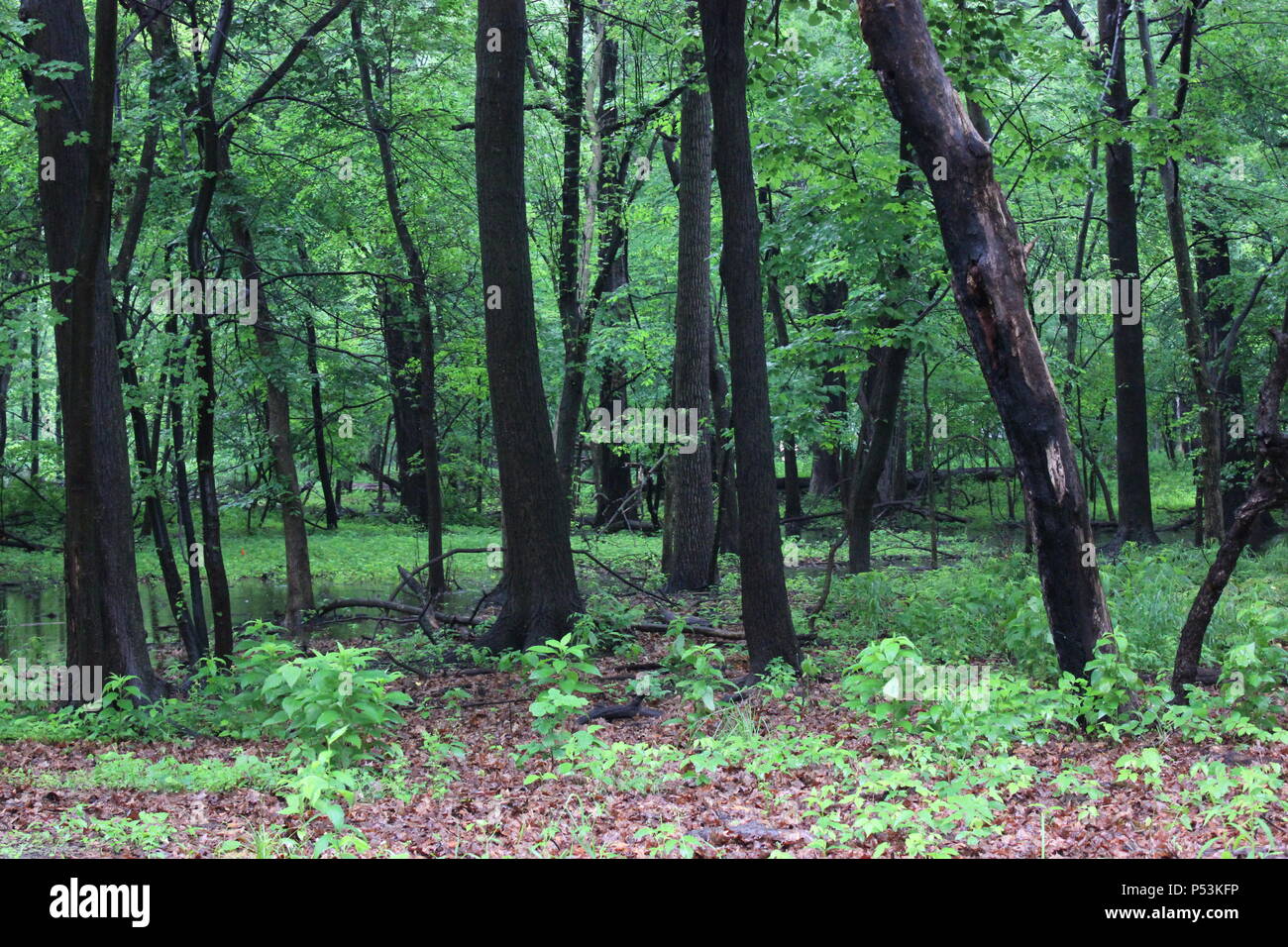 Lush spring green trees growing in the forest Stock Photo - Alamy