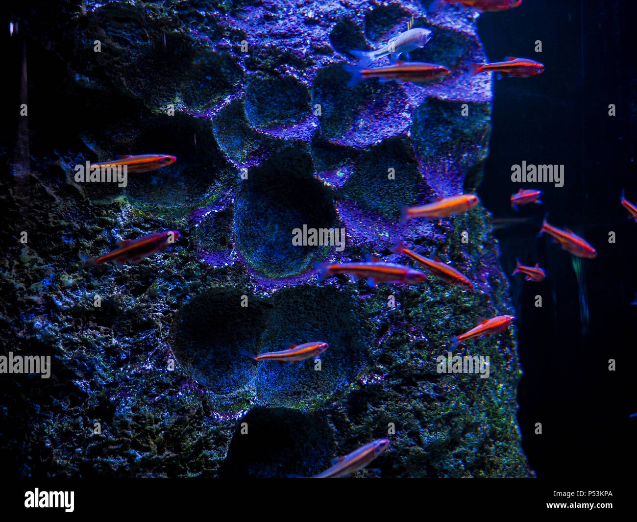 Blurred background. Many small fish Ornatus in a dark aquarium Stock ...