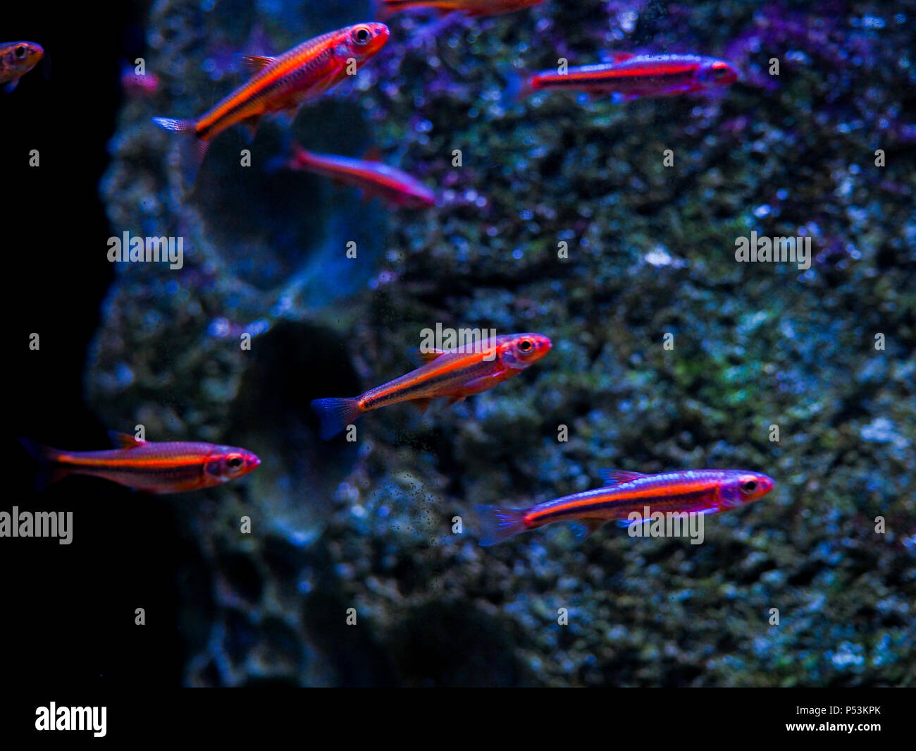 Blurred background. Many small fish Ornatus in a dark aquarium Stock ...