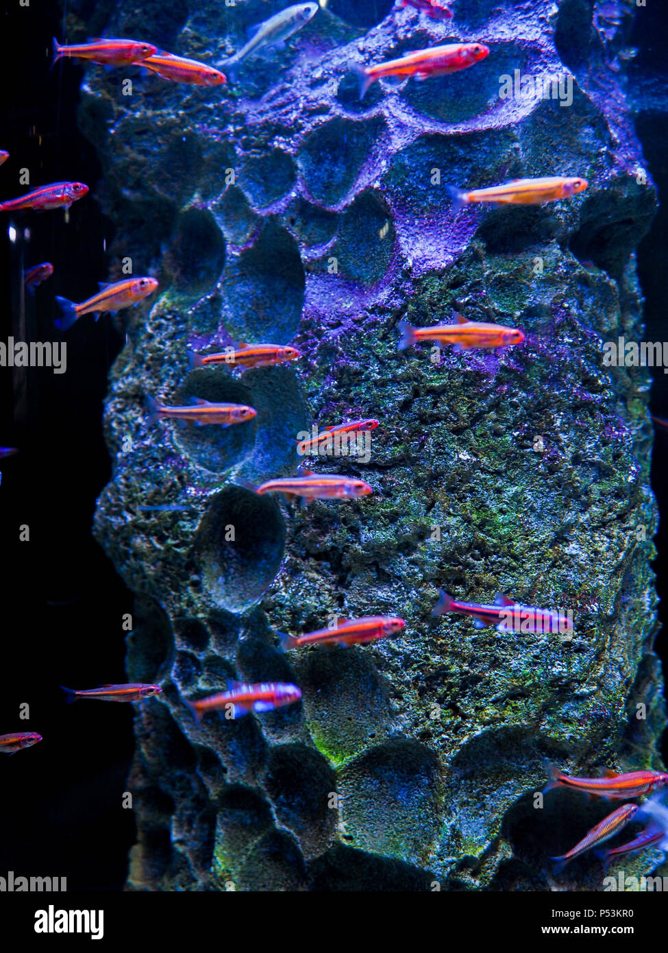 Blurred background. Many small fish Ornatus in a dark aquarium Stock ...