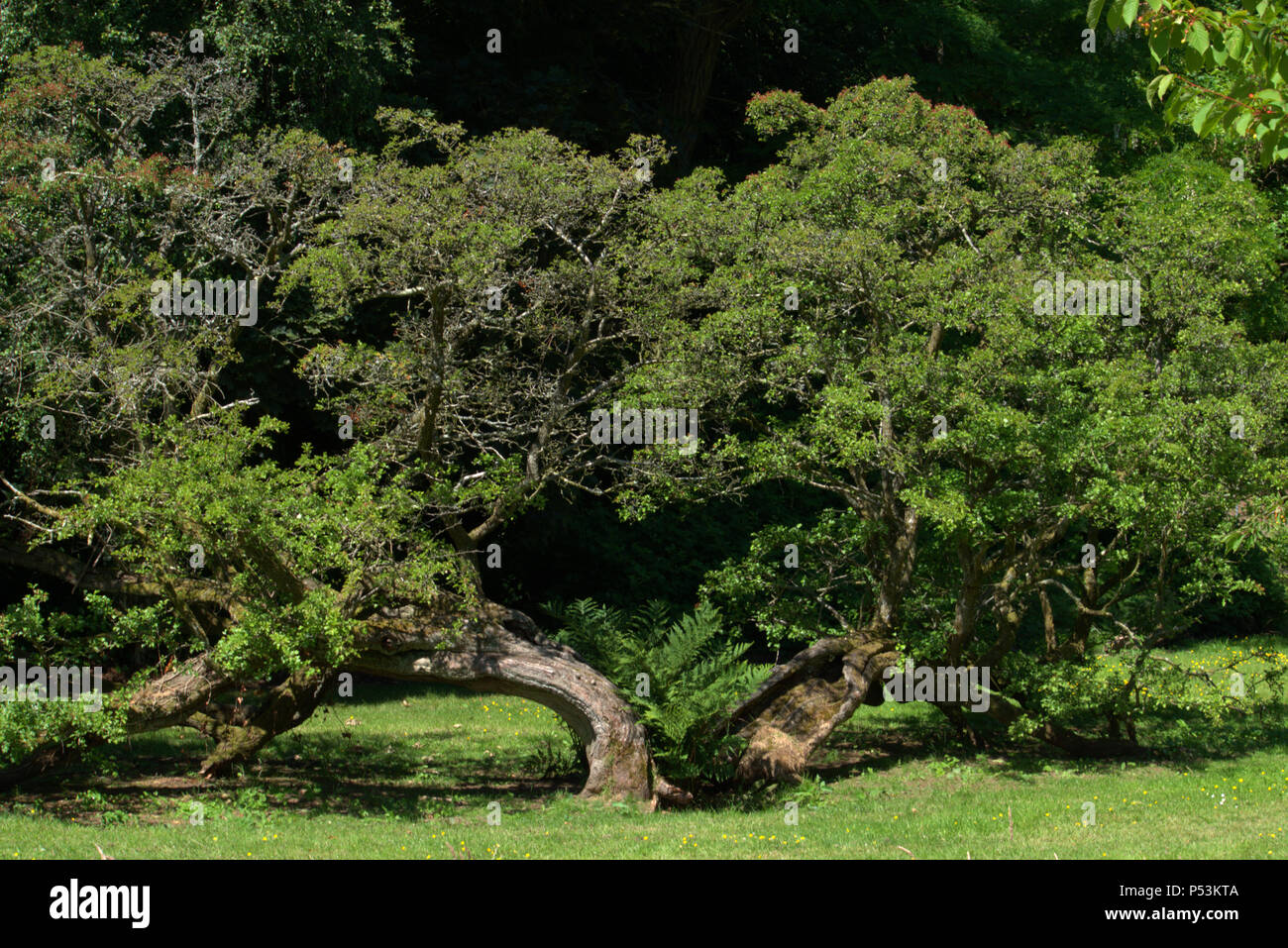 Hawthorn tree, split trunk Stock Photo - Alamy