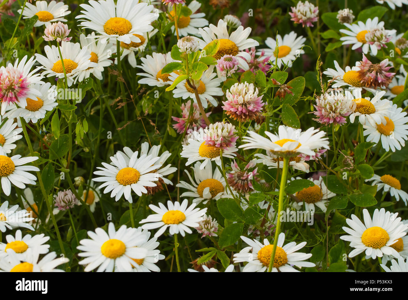 Chamomile harmony hi-res stock photography and images - Alamy